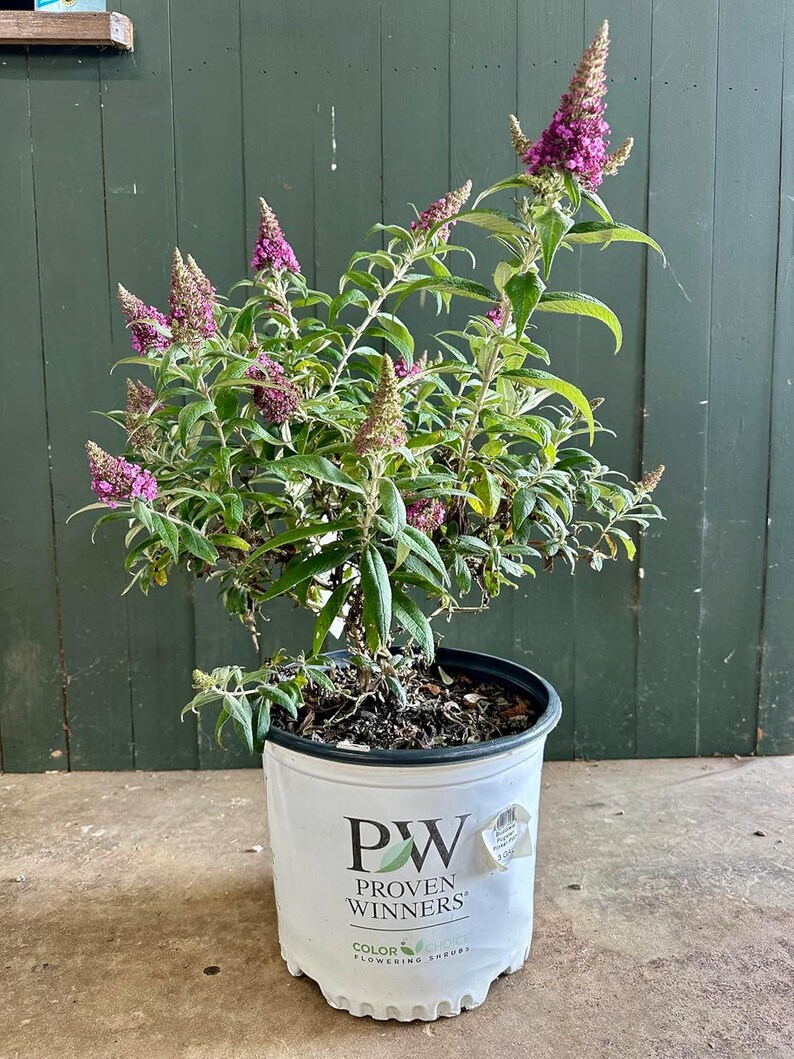 Pugster Pinker Butterfly Bush - 3 Gallon (2 Pack) - Etsy