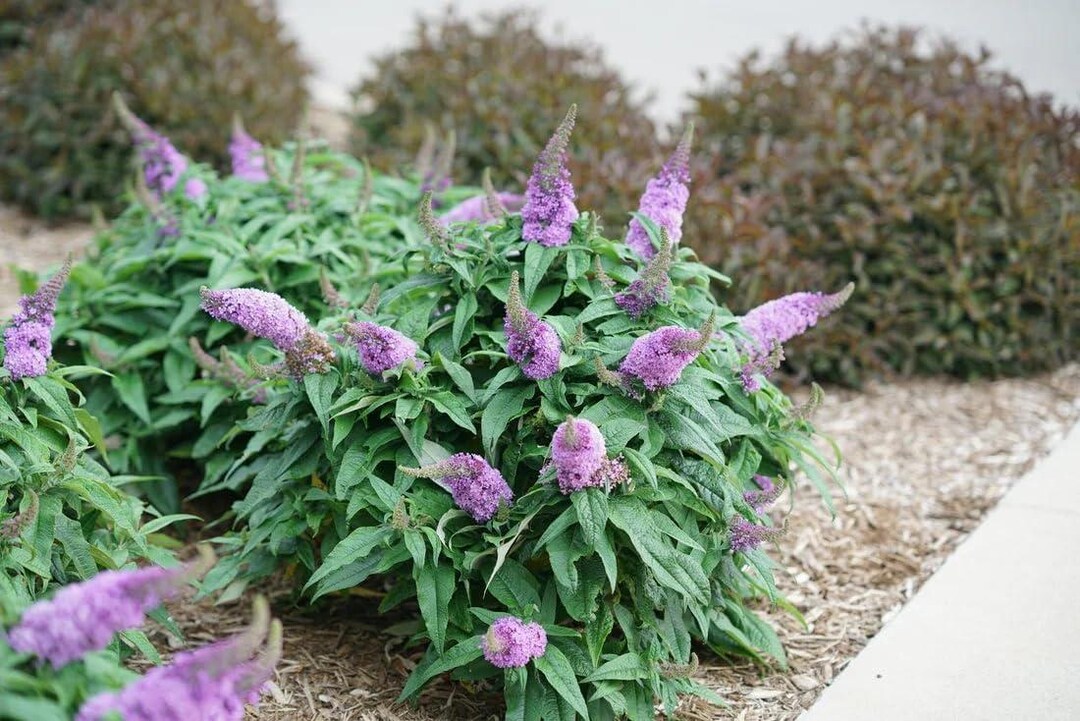 Pugster Amethyst Dwarf Butterfly Bush - 3 Gallon (2 Pack) - Etsy