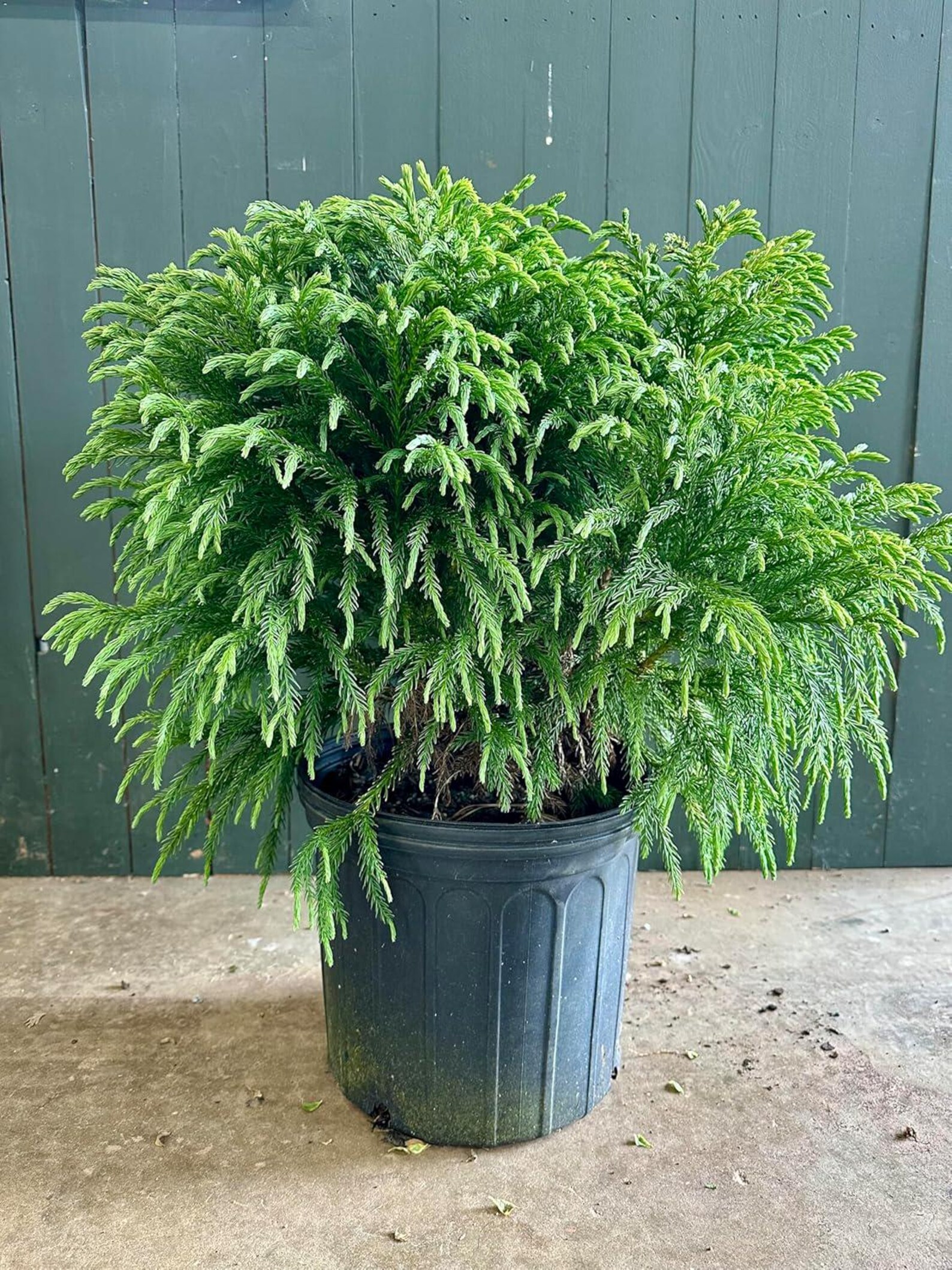 Dwarf Japanese Cedar - 3 Gallon (2 Pack) - Etsy