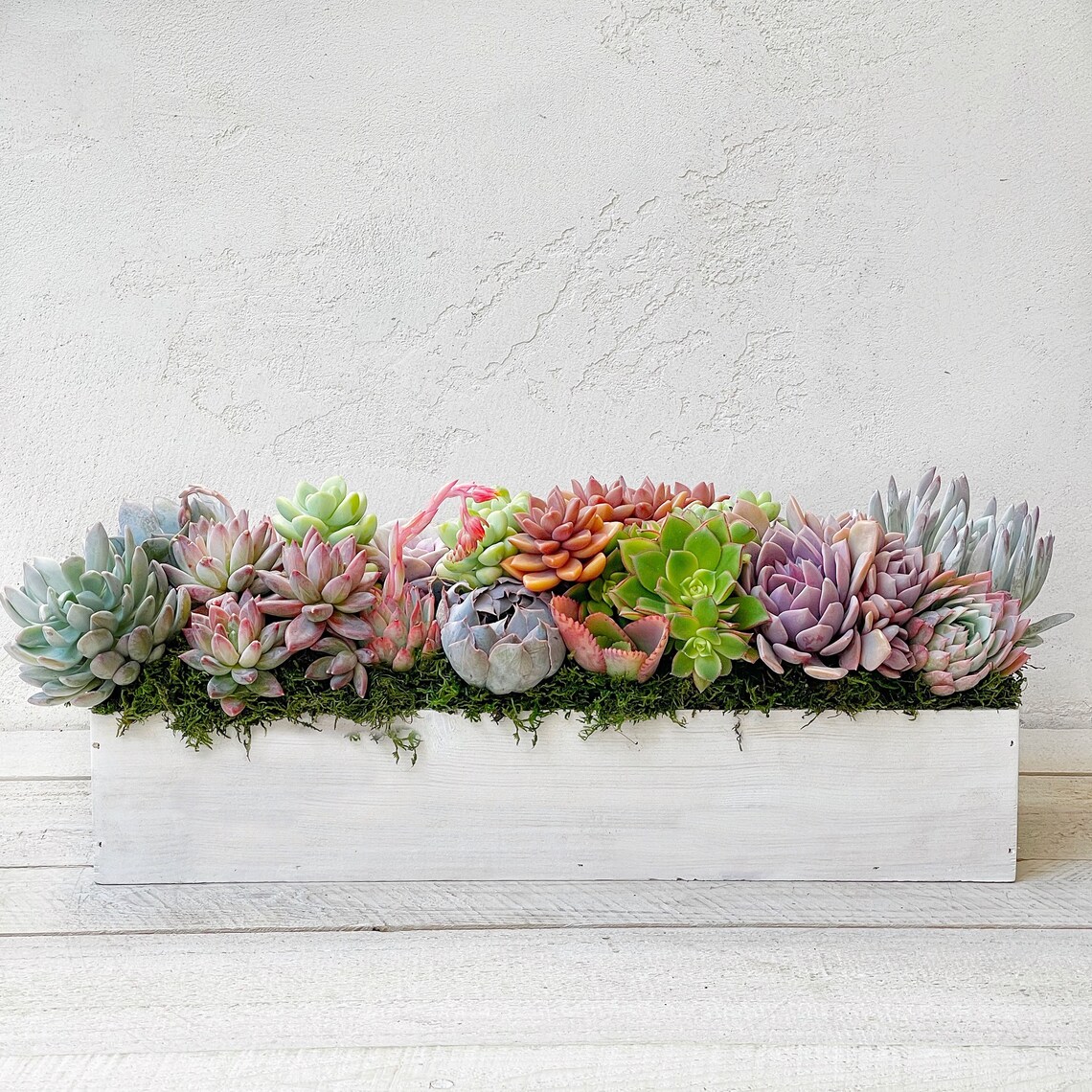 18 Rectangular Succulent Arrangement Succulent Gift Client | Etsy
