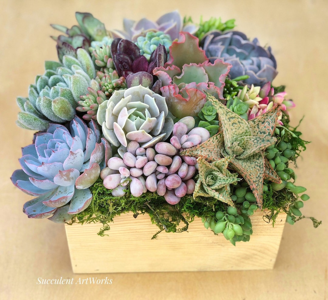 Succulent Arrangement in 8" Square, Rustic Decor, Planter, Client Gift ...