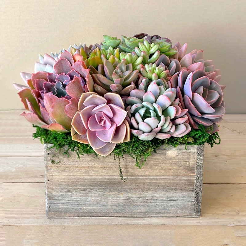 Wood Planter Succulent - Etsy