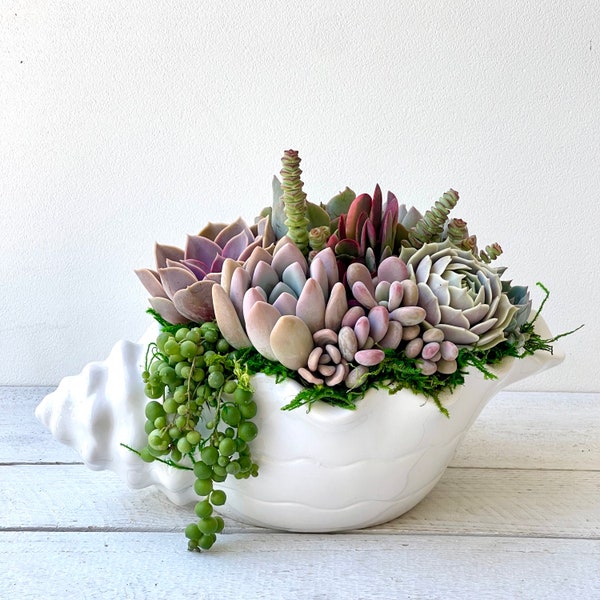 Shell Arrangements - Etsy