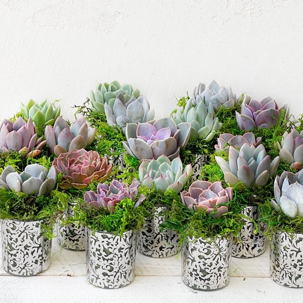 Silver Succulent - Etsy