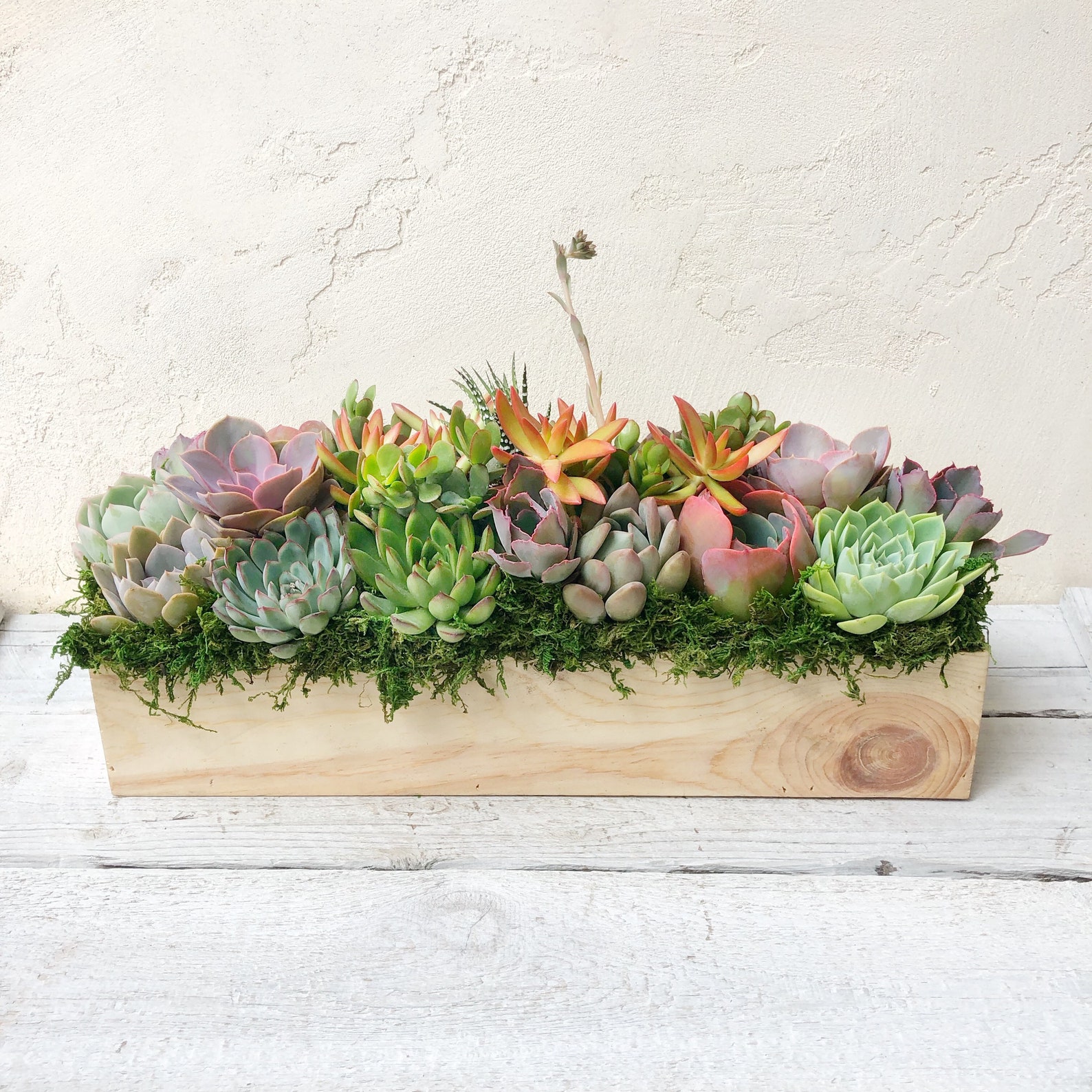 18 Rectangular Succulent Arrangement Succulent Gift Client - Etsy Australia