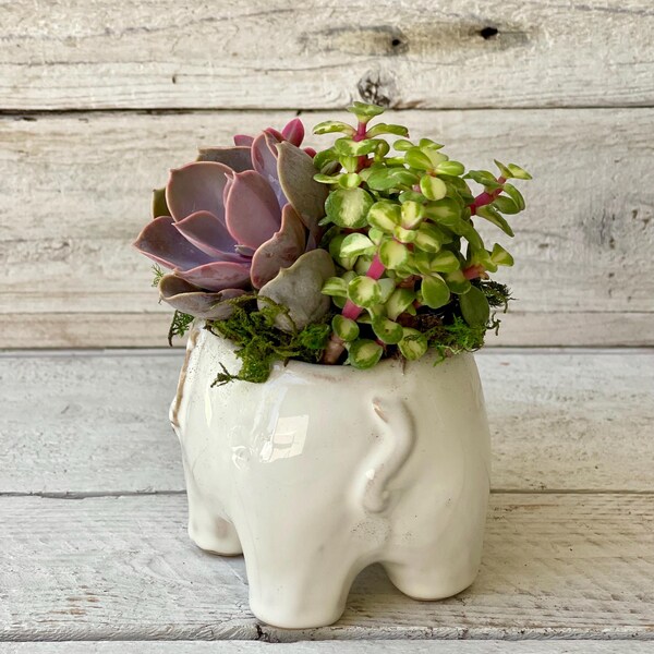 Elephant Pot - Etsy