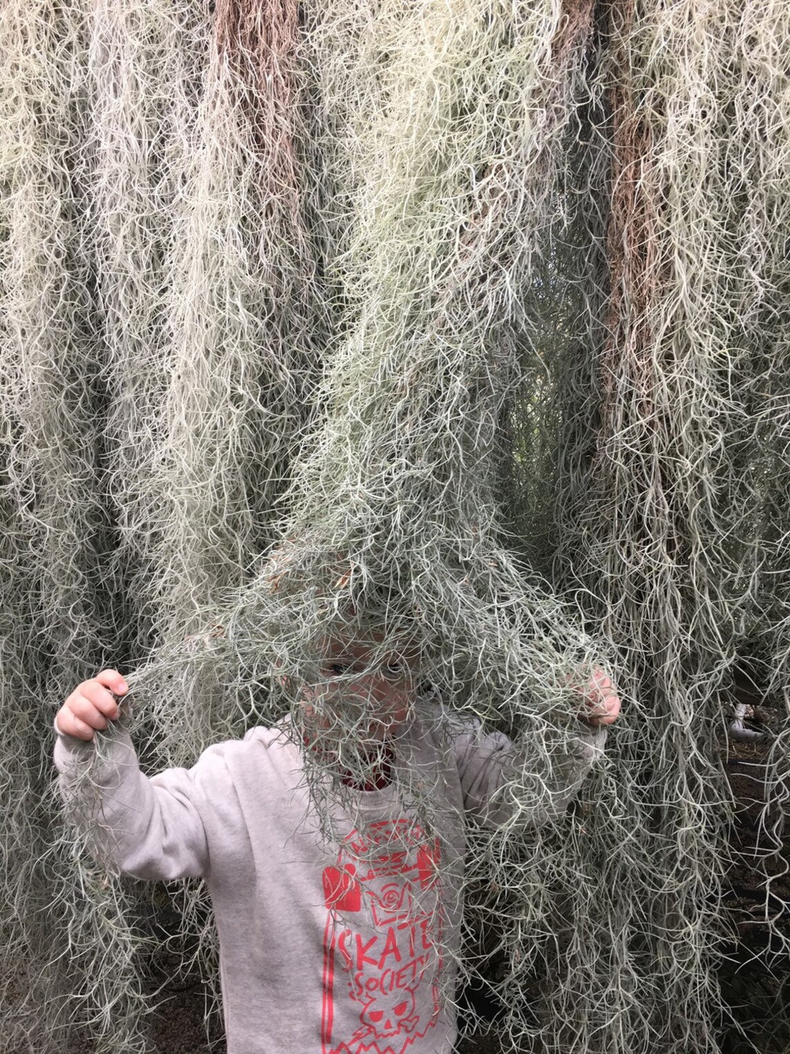 Living Spanish Moss Airplant Garden Decor Solarium Decor | Etsy