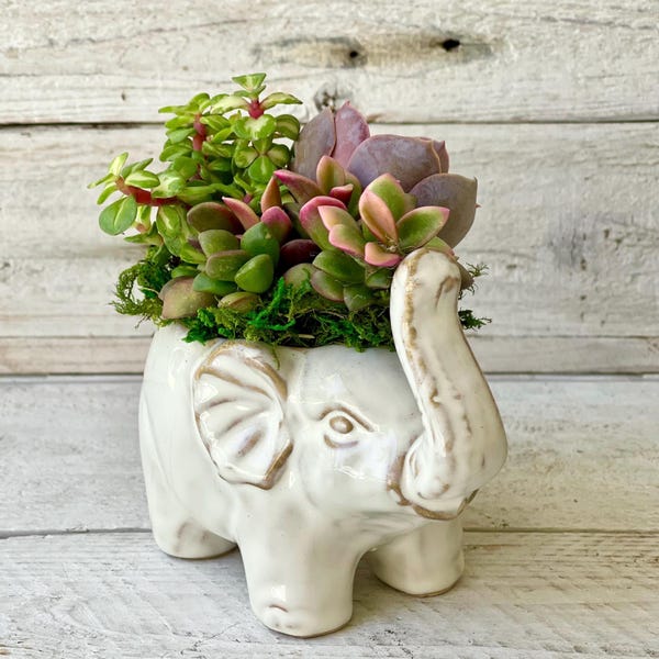 Elephant Pot - Etsy