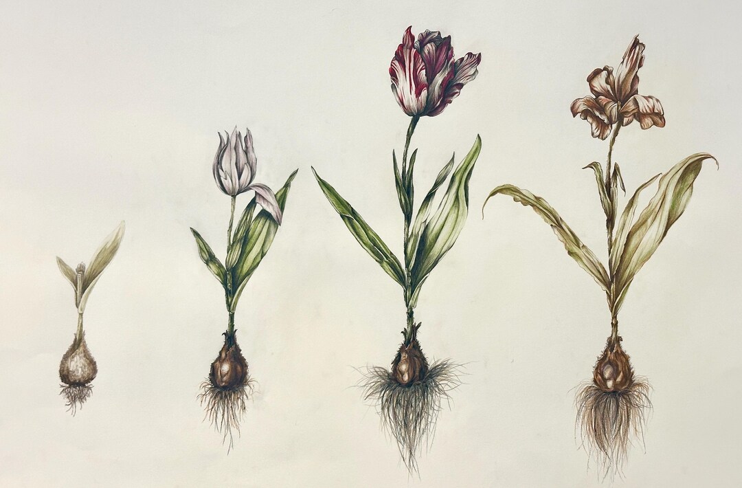Botanical Tulip Life-cycle - Etsy
