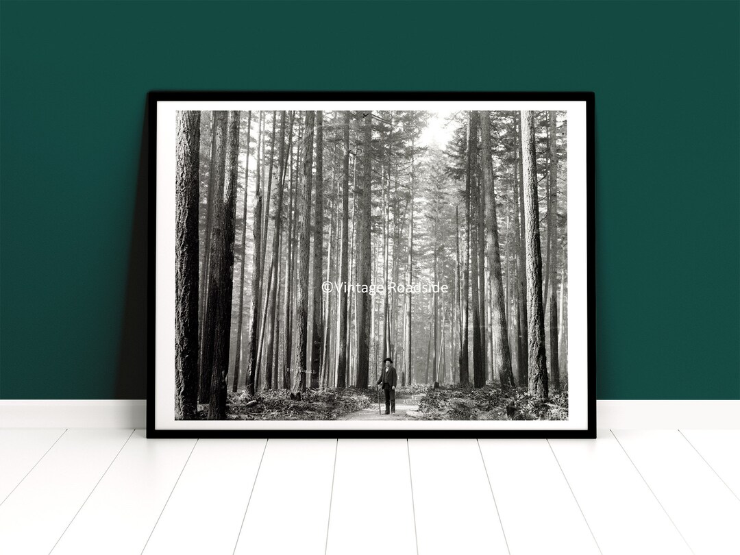 Pacific Northwest Old Growth Timber Photo, Seattle Washington, Archival ...