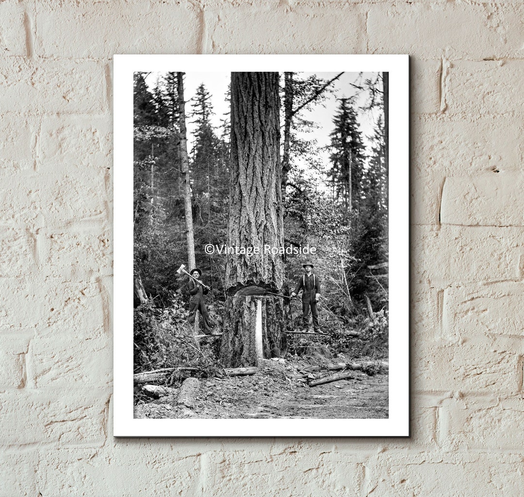 Springboard Logging Photo Archival Print From Original 1909 - Etsy Denmark