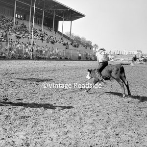 Vintage Junior Rodeo Steer Rider Photo, Black and White Archival Print ...