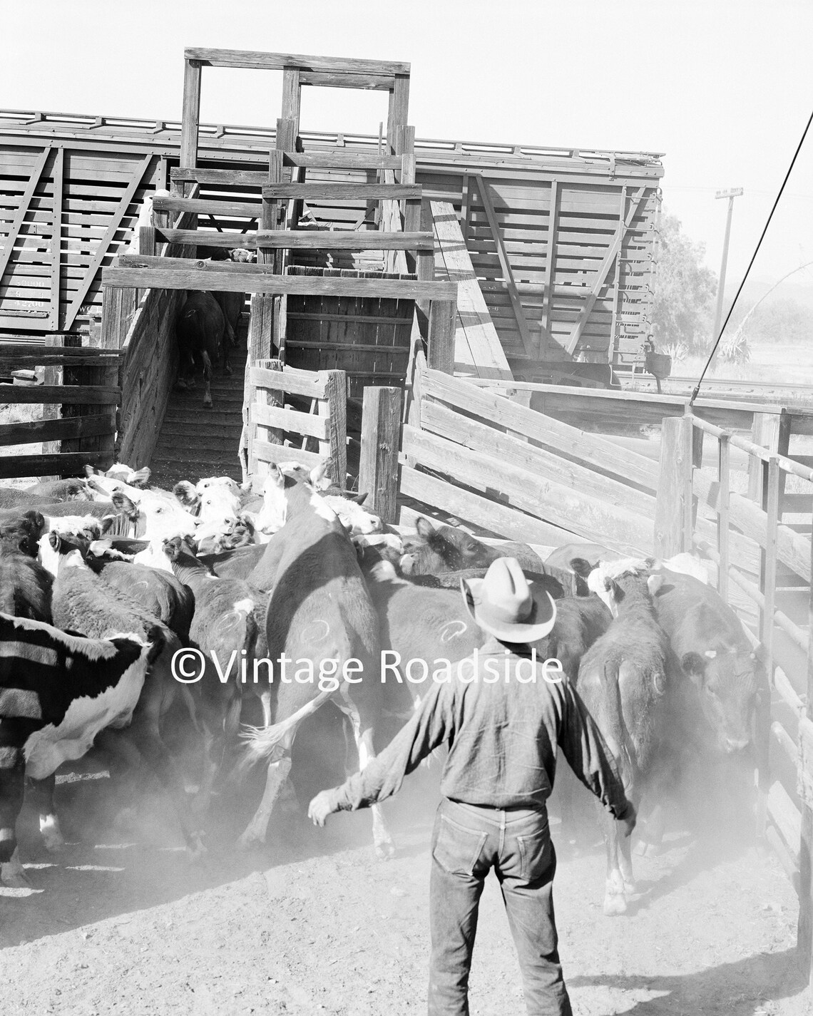 Shipping Cattle on the Lawrence Stegall & Cooke Ranch Fine | Etsy
