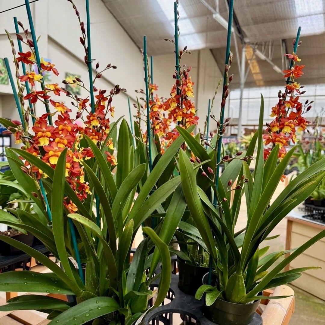 Oncidium Volcano Midnight ‘volcano Queen’ IN SPIKE - Etsy
