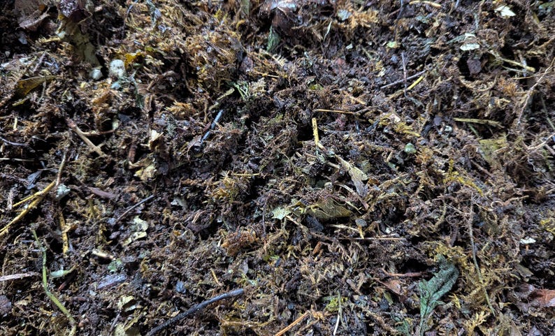 Artisan Bioactive Substrate With Starter – for Isopods, Springtails ...