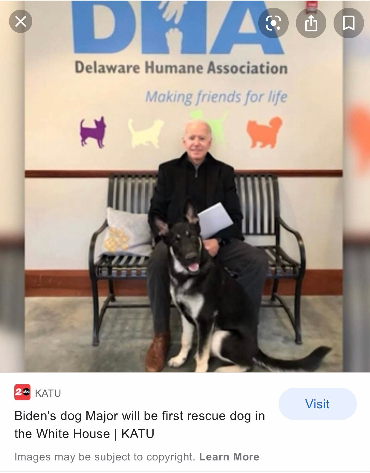 Limited Edition Print of President Joe Bidens Dog Major Portrait of ...