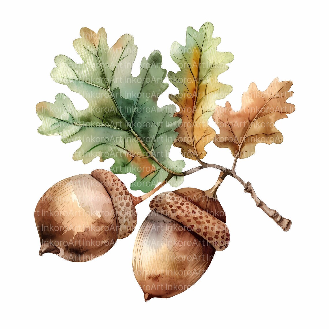 Watercolor Acorn Clipart | Autumn Oak Twig Art (digital Download) - Etsy