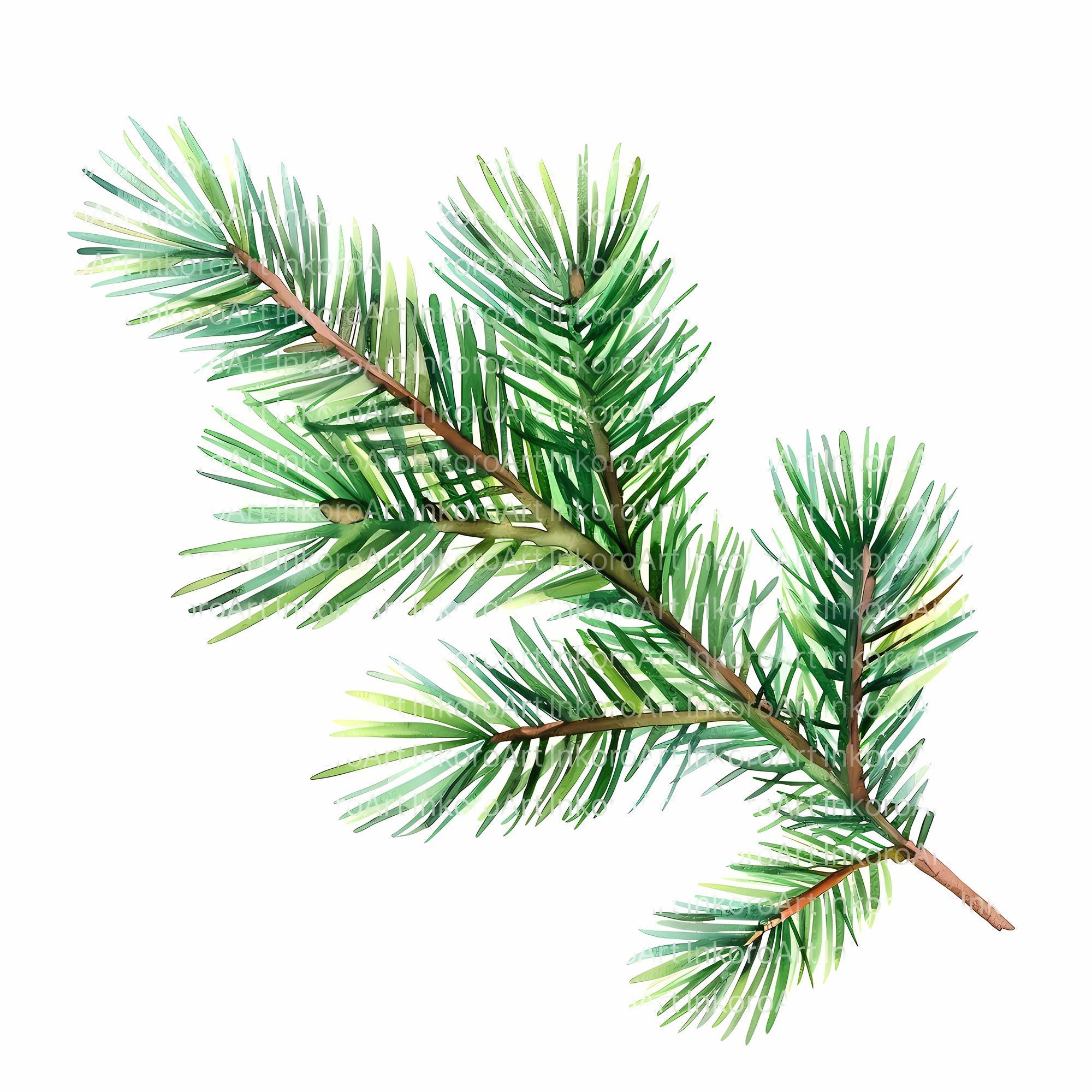 10 Pine Branch Clipart | Watercolor Evergreen Pine Needles | Minimal ...