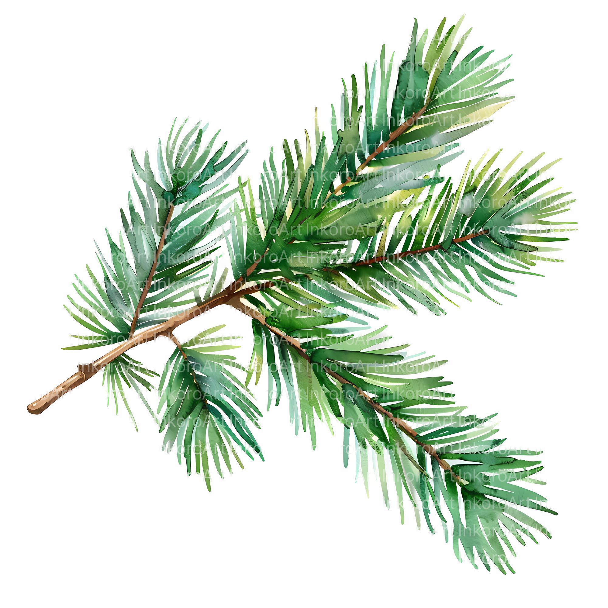 10 Pine Branch Clipart | Watercolor Evergreen Pine Needles | Minimal ...