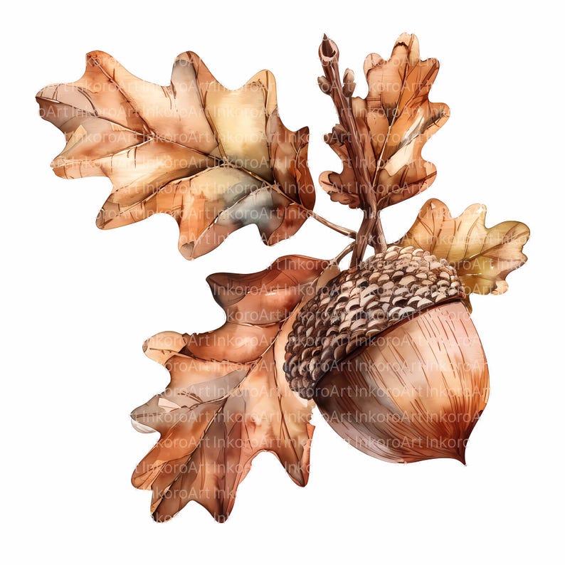 Watercolor Acorn Clipart | Autumn Oak Twig Art (digital Download) - Etsy