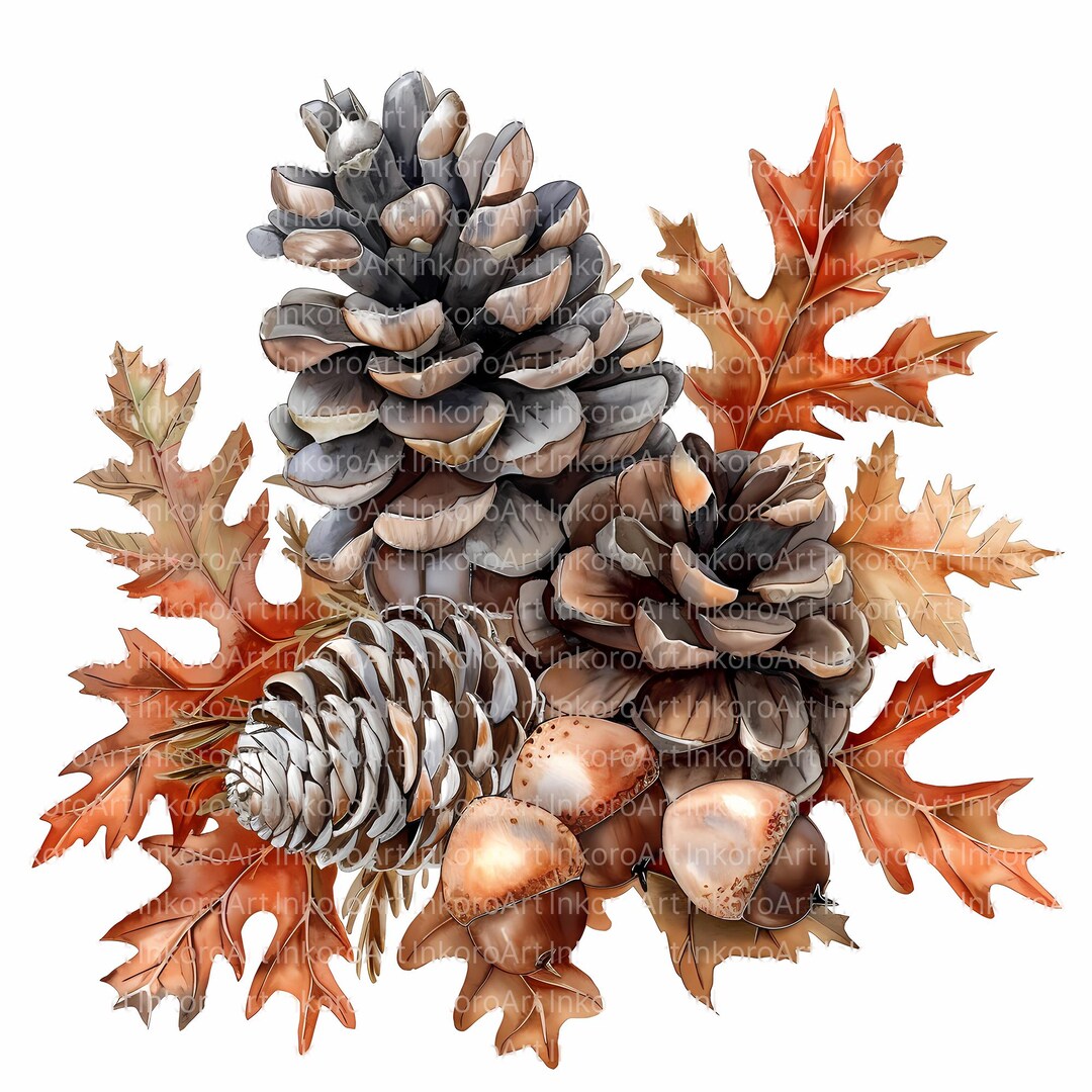 Watercolor Pinecone Clipart | Autumn Oak Leaves & Acorns (digital ...