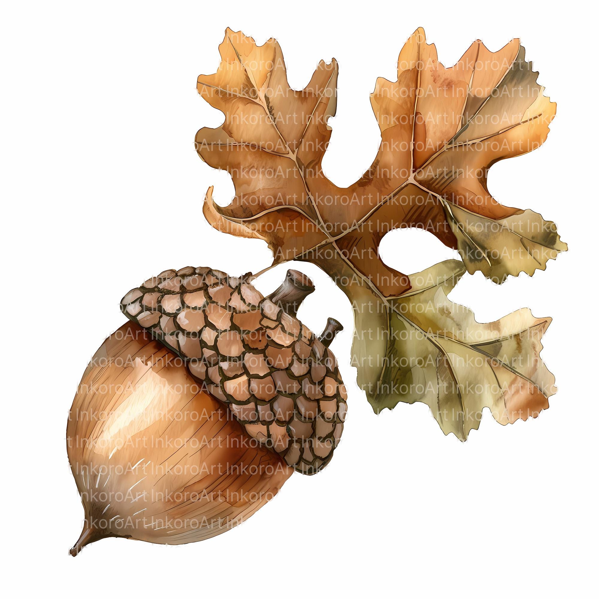 Watercolor Acorn Clipart | Autumn Oak Twig Art (digital Download) - Etsy