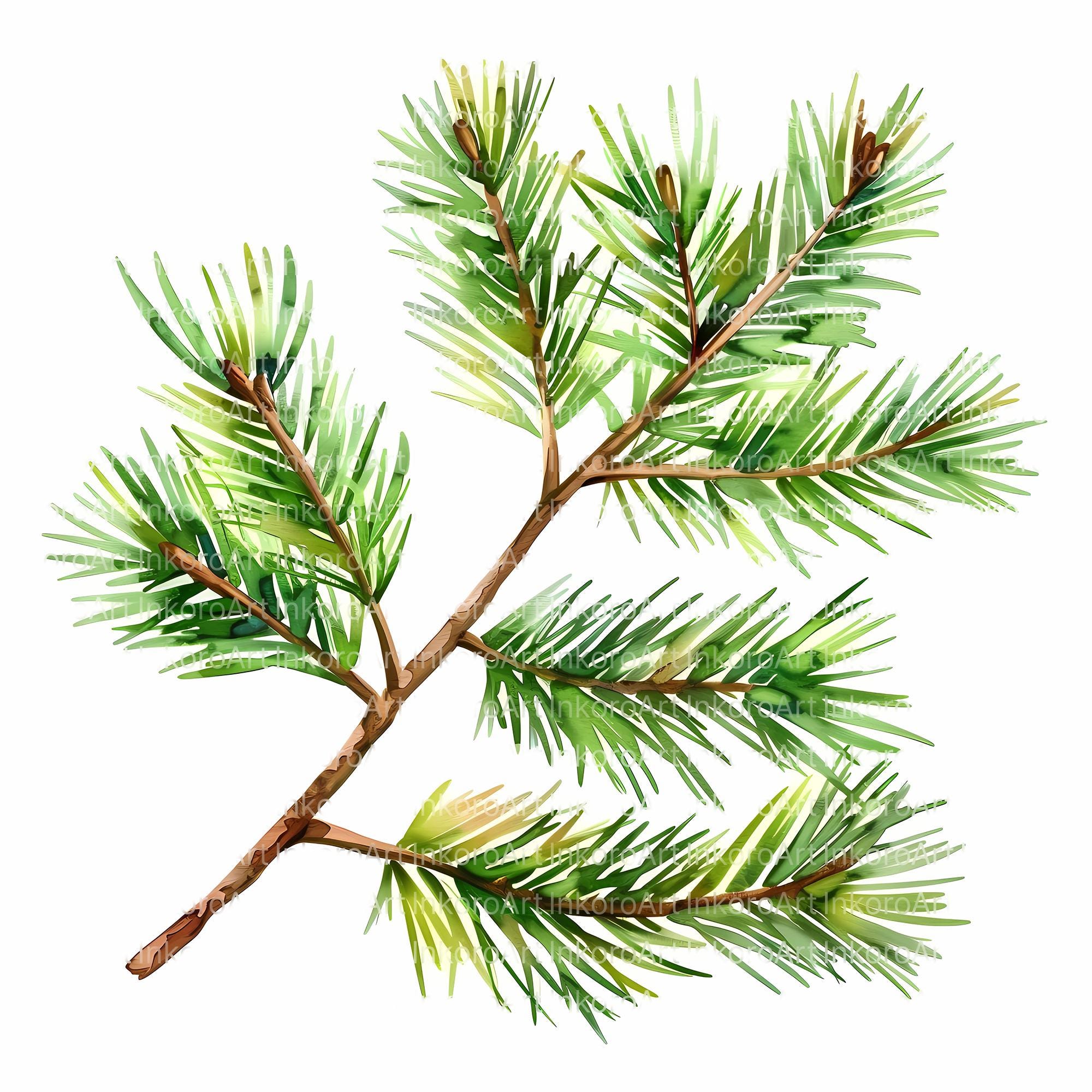 10 Pine Branch Clipart | Watercolor Evergreen Pine Needles | Minimal ...