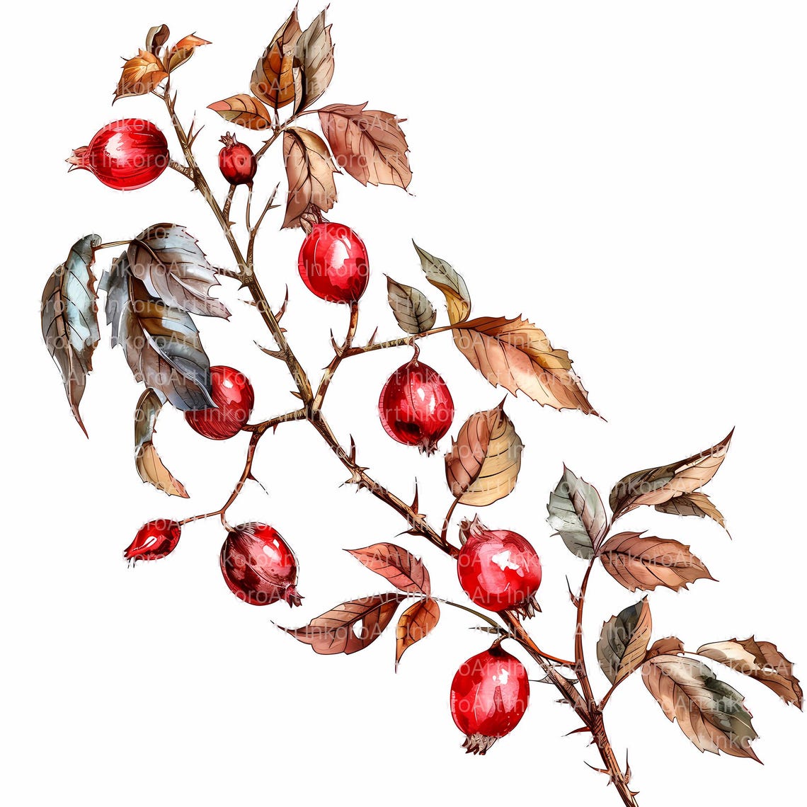 Wild Rosehip Clipart | Watercolor Red Berries Branch (digital Download ...