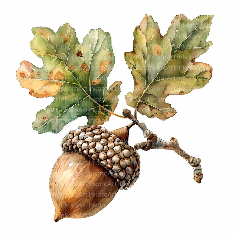 Watercolor Acorn Clipart | Autumn Oak Twig Art (digital Download) - Etsy