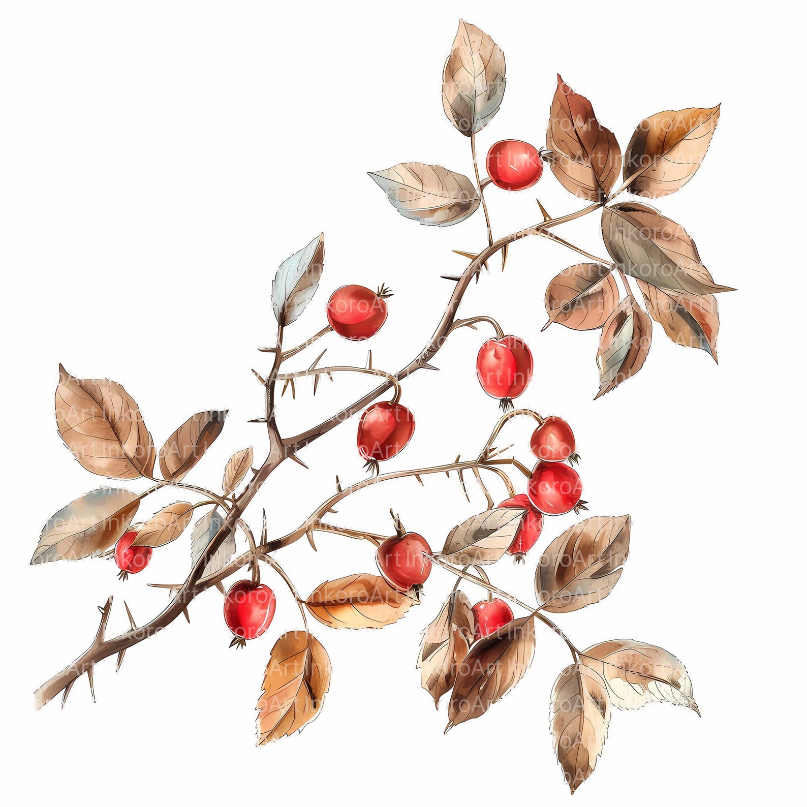 Wild Rosehip Clipart | Watercolor Red Berries Branch (digital Download ...