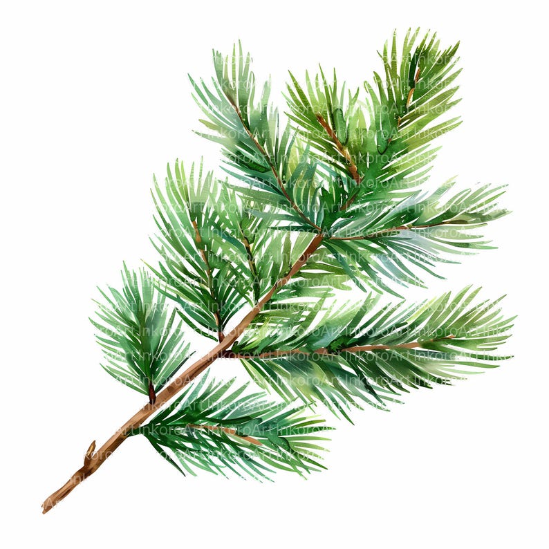 10 Pine Branch Clipart | Watercolor Evergreen Pine Needles | Minimal ...