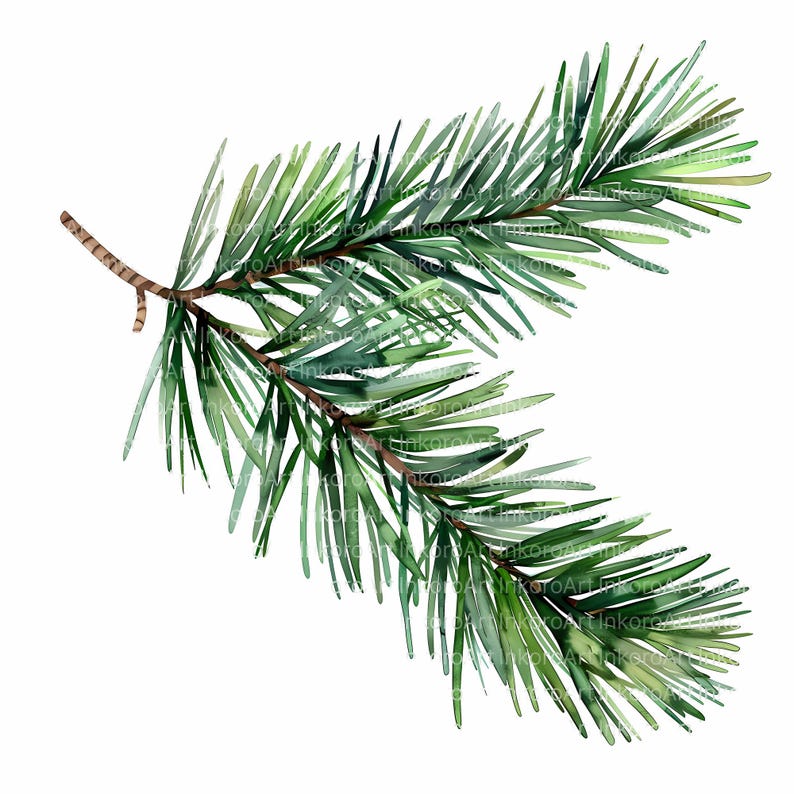 10 Pine Branch Clipart | Watercolor Evergreen Pine Needles | Minimal ...
