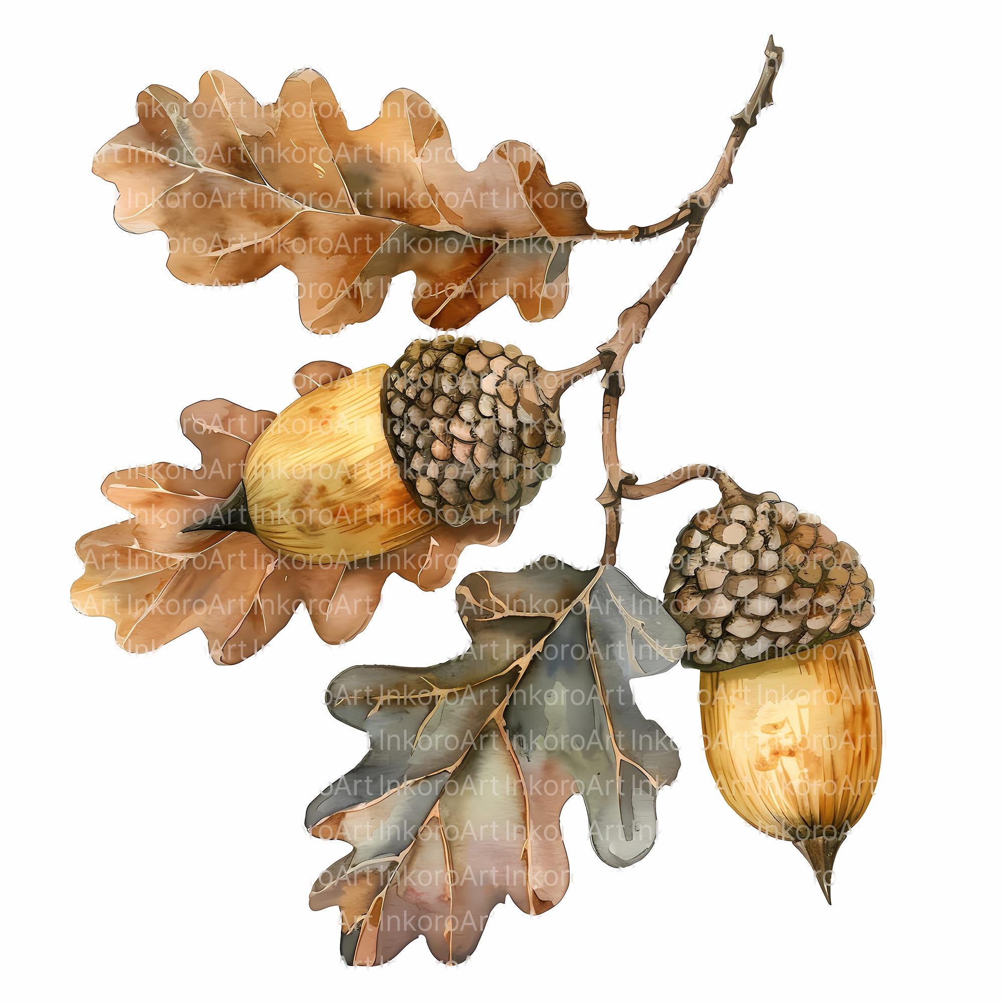 Watercolor Acorn Clipart | Autumn Oak Twig Art (digital Download) - Etsy