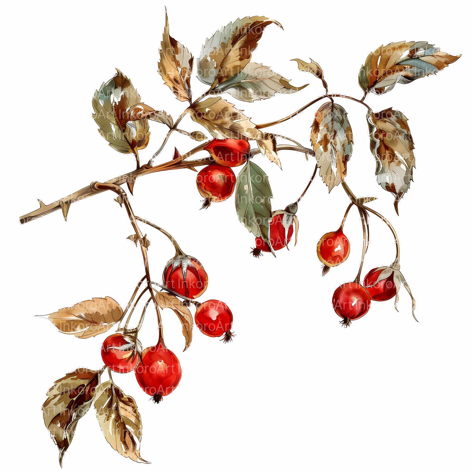 Wild Rosehip Clipart | Watercolor Red Berries Branch (digital Download ...