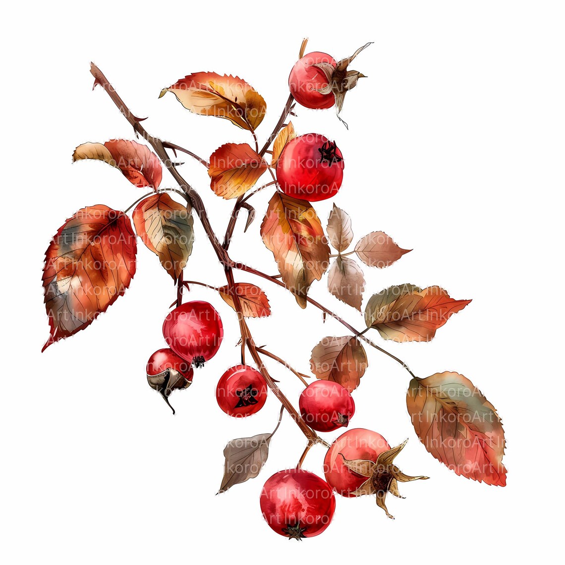 Wild Rosehip Clipart | Watercolor Red Berries Branch (digital Download ...