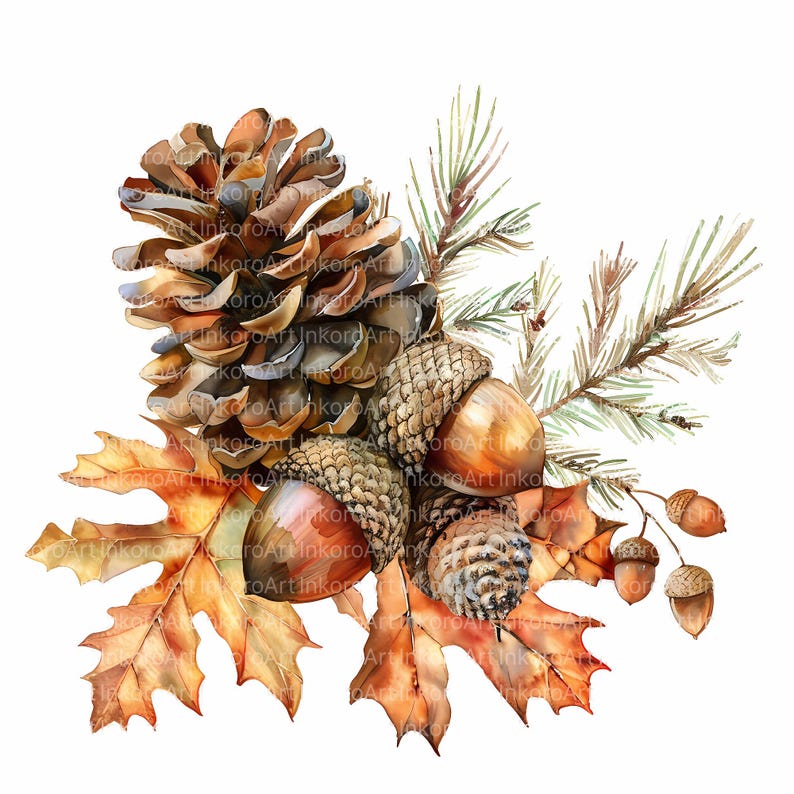 Watercolor Pinecone Clipart | Autumn Oak Leaves & Acorns (digital ...