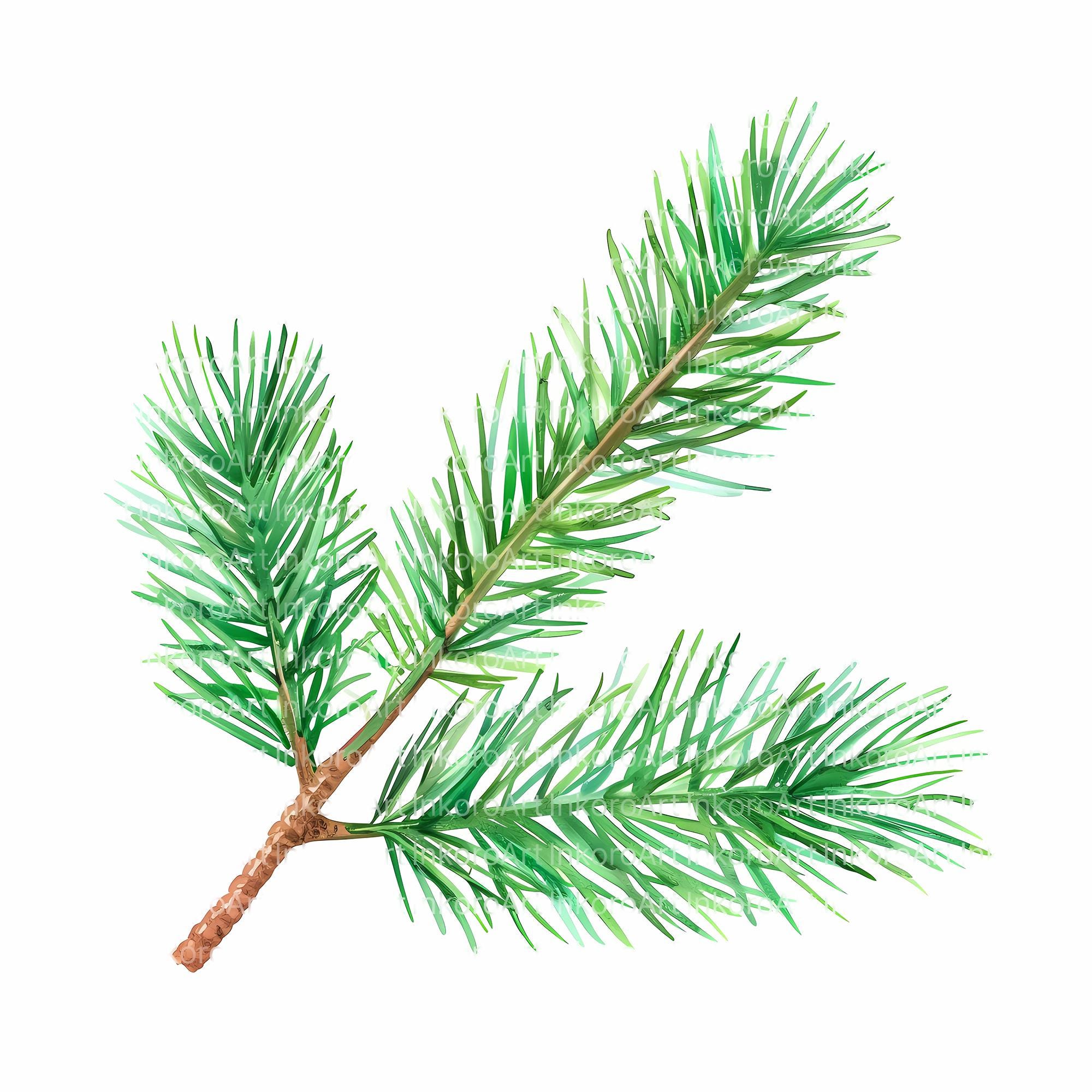10 Pine Branch Clipart | Watercolor Evergreen Pine Needles | Minimal ...