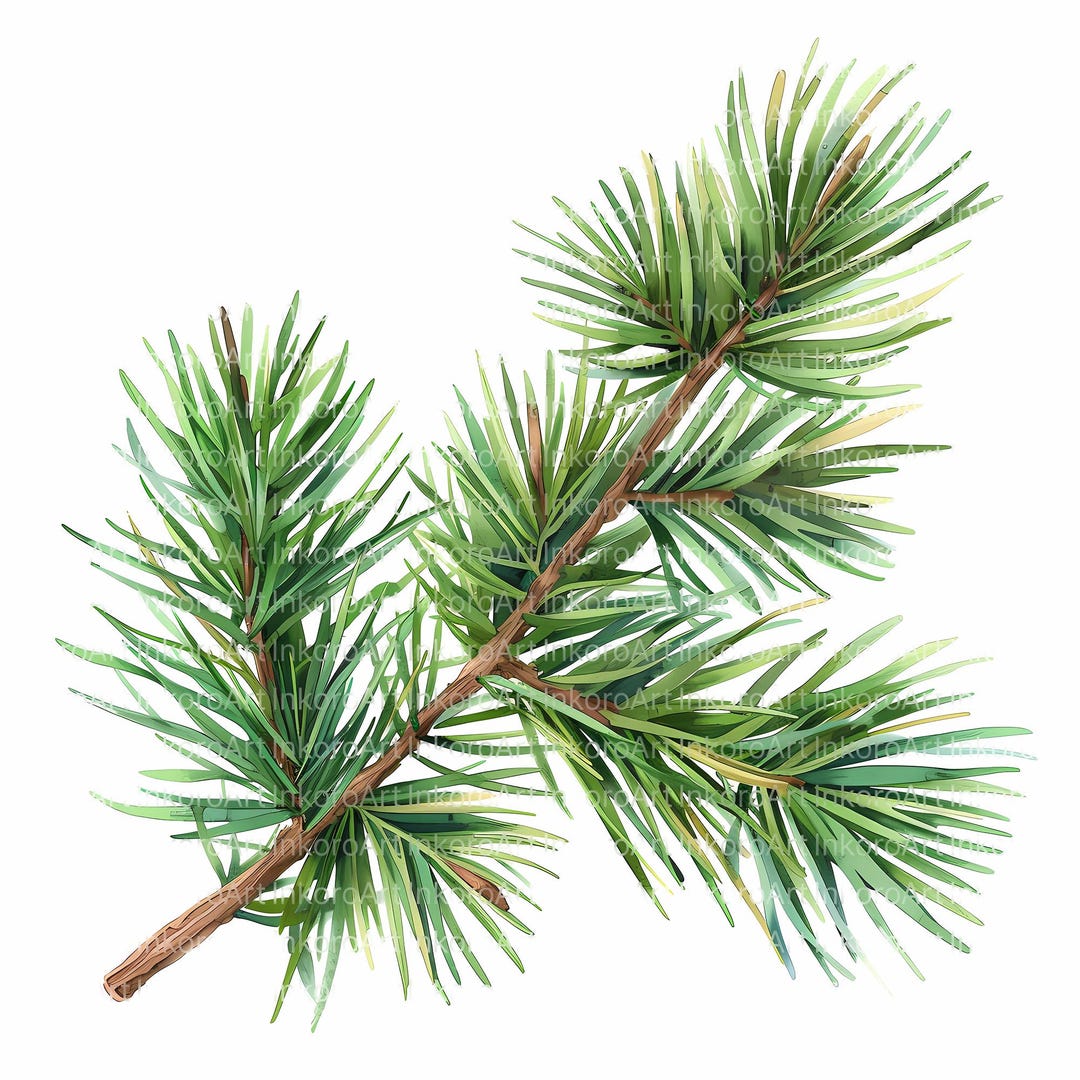 10 Pine Branch Clipart | Watercolor Evergreen Pine Needles | Minimal ...