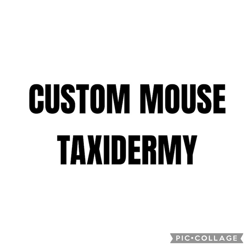 Taxidermy Rat - Etsy