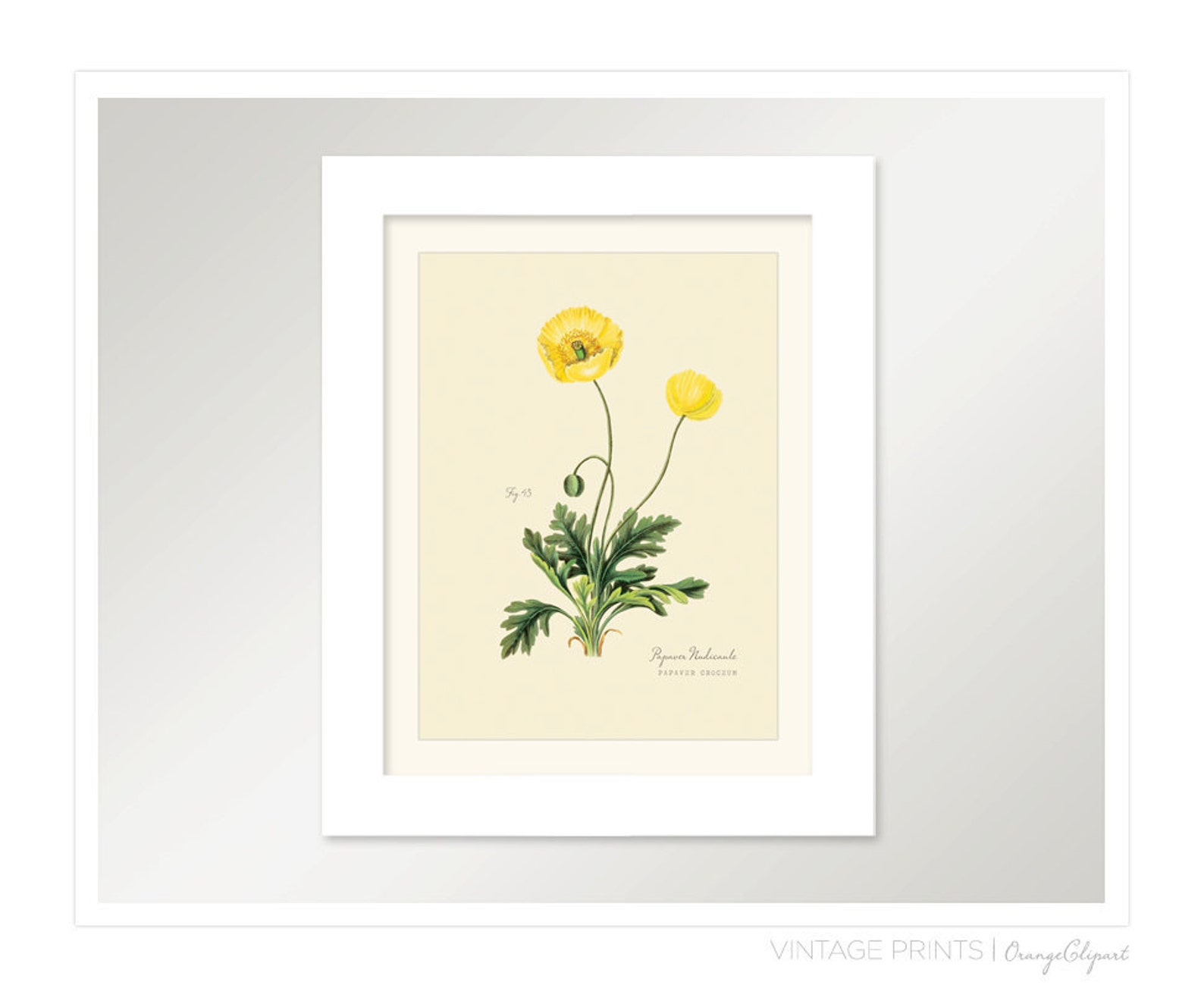 Vintage Botanical Flower Yellow Poppy "papaver Croceum" Print 8x10 P178 ...