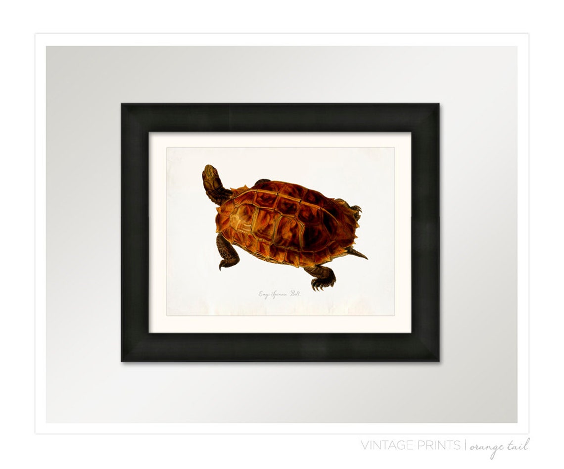 Vintage Turtle on Antique Paper Print 8x10 P280 - Etsy