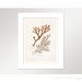Vintage Sea Coral Kelp Print 8x10 P254 - Etsy