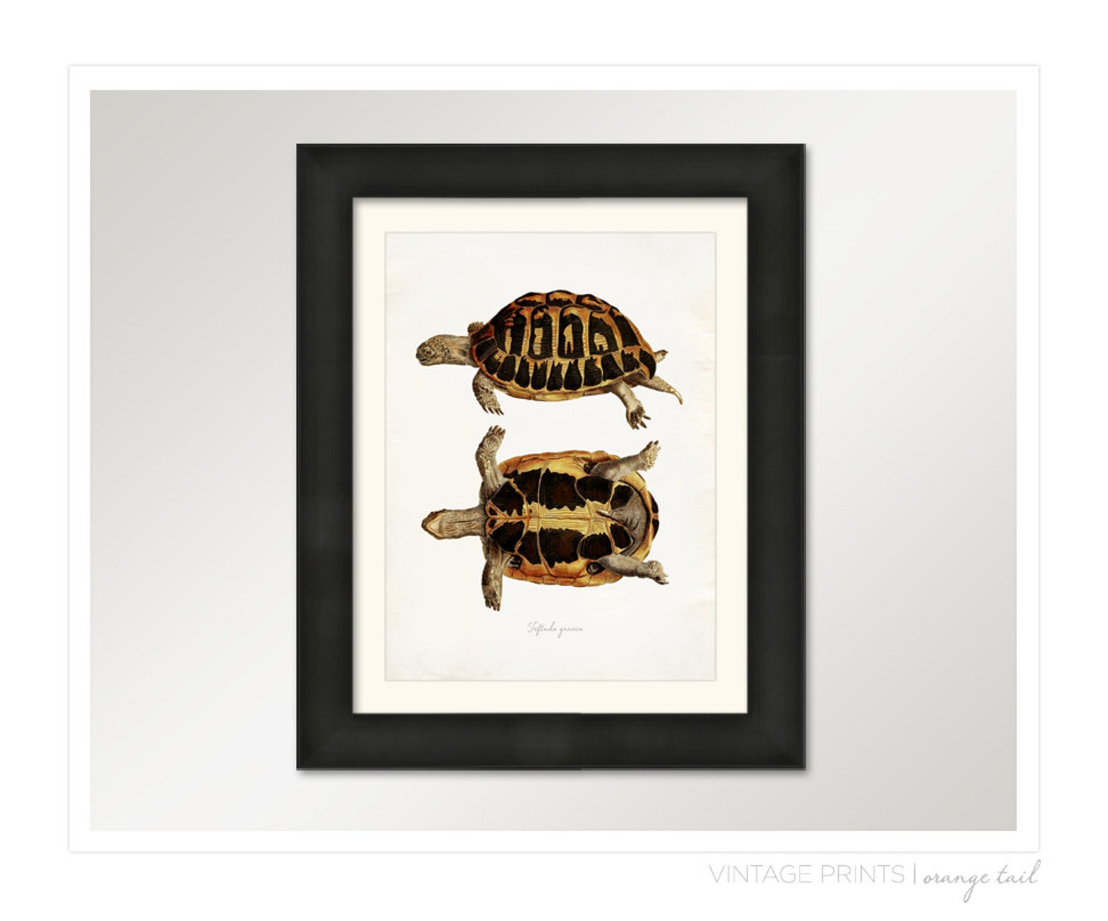 Vintage Turtle on Antique Paper Print 8x10 P269 - Etsy