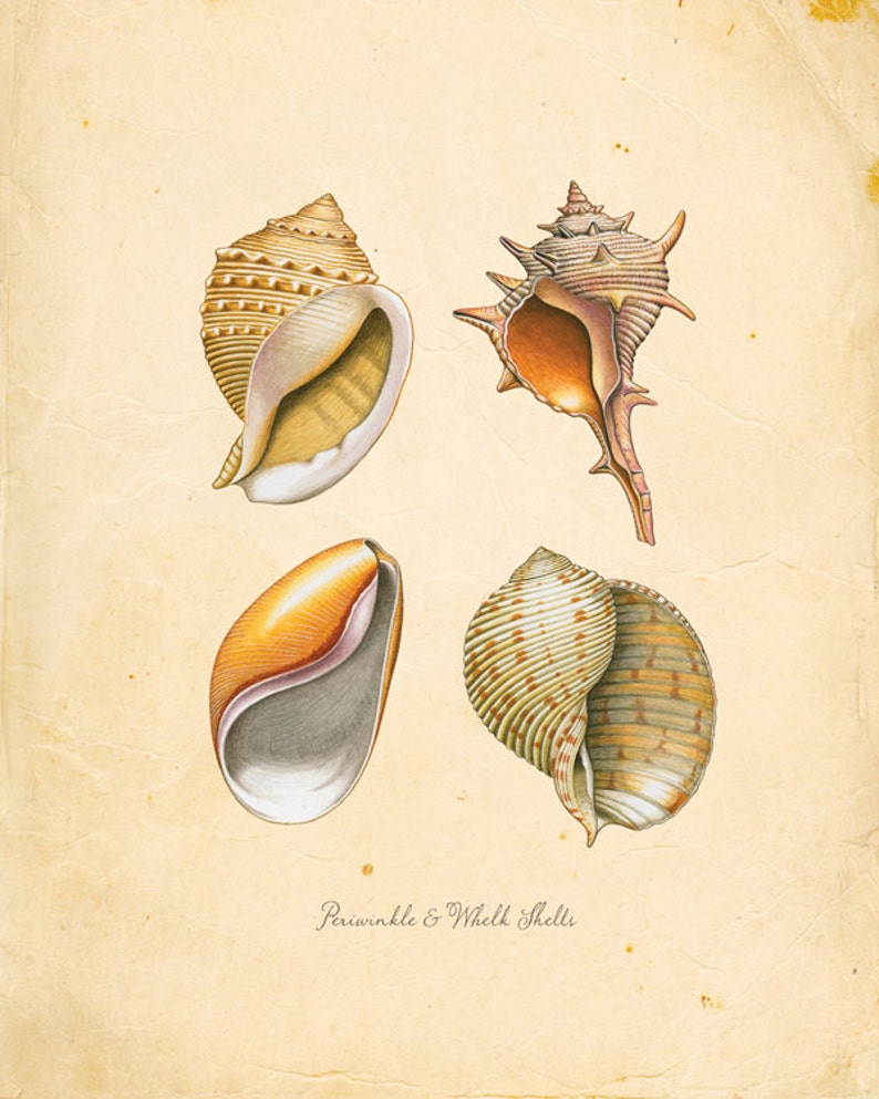 Vintage Sea Periwinkle & Whelk Shells on Antique Ephemera Print 8x10 ...
