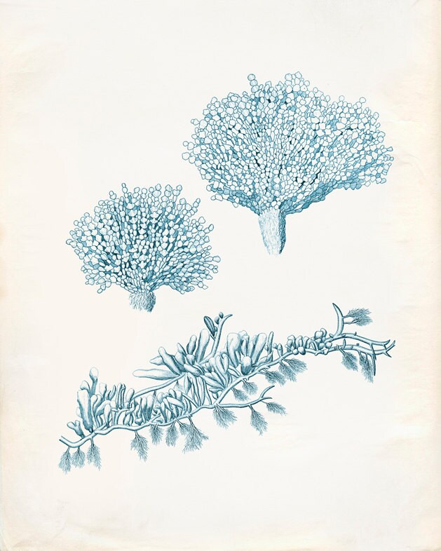 Vintage Sea Fan Seaweed Coral Print 8x10 P238 - Etsy