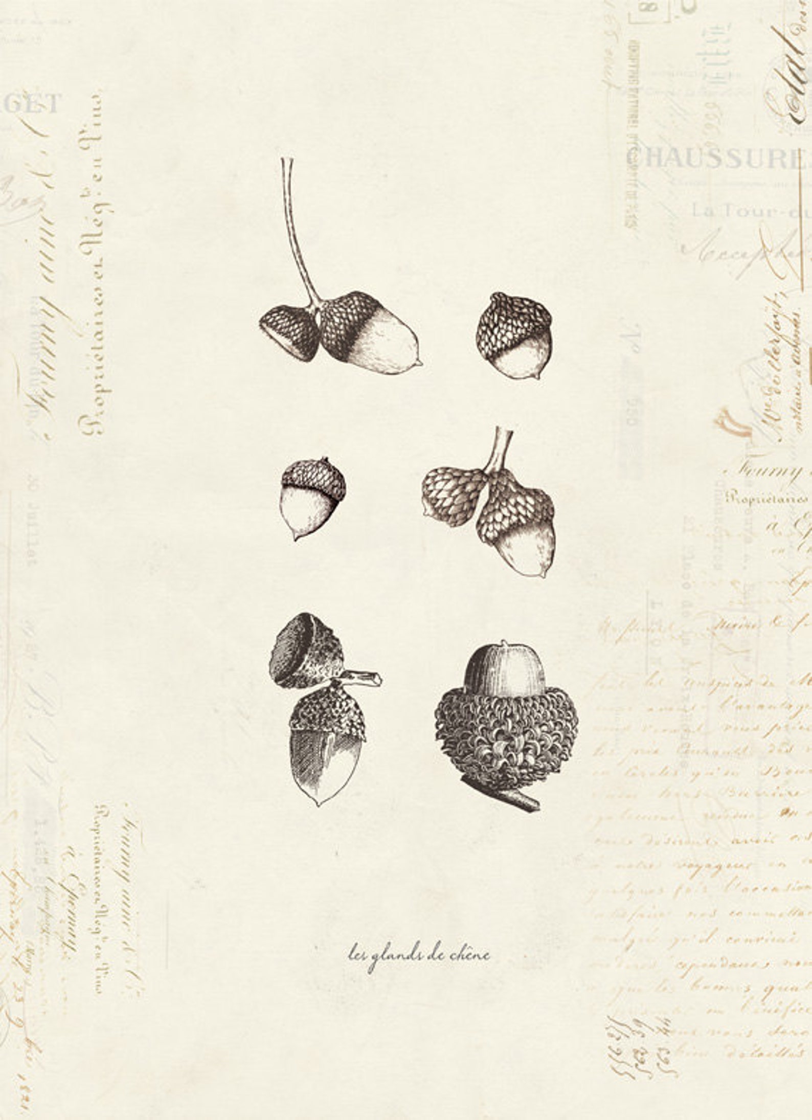 Vintage Oak Acorns les Glands De Cheme on French Ephemera Print 8x10 ...