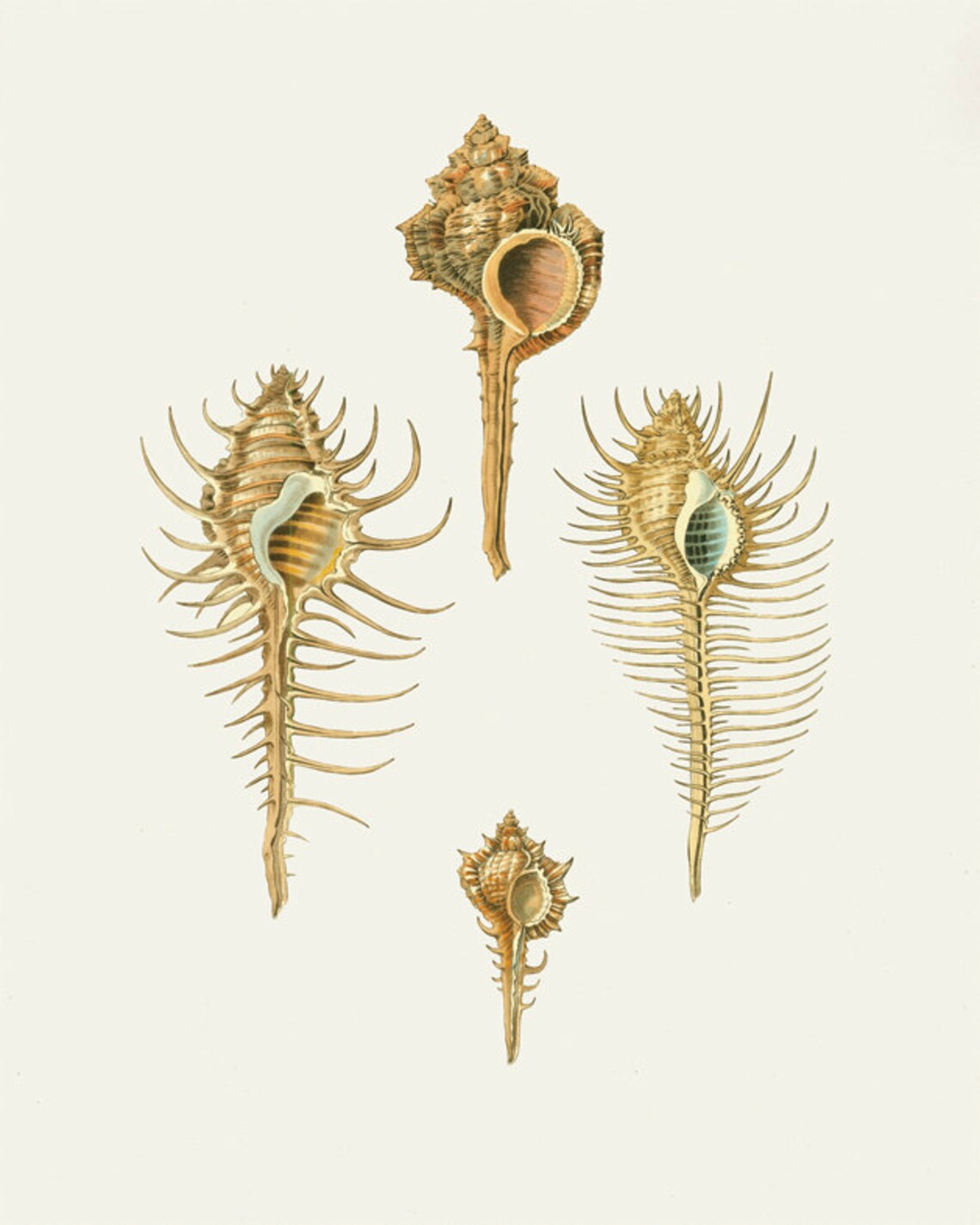 Vintage Sea Shells Print 8x10 P165 - Etsy