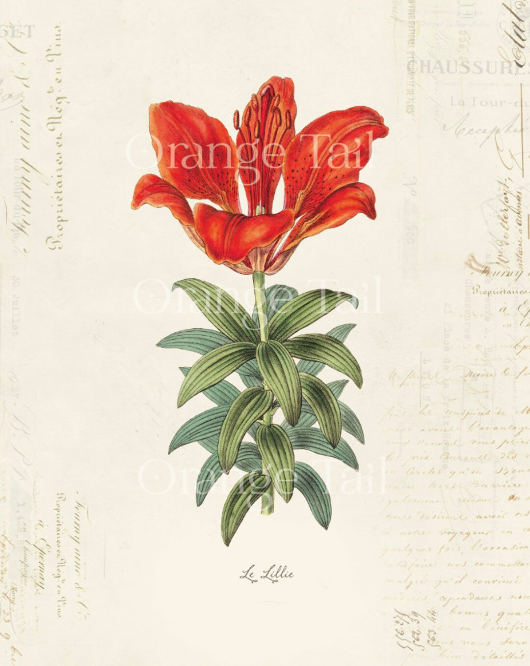 Vintage Botanical Flower the Lillie "le Lillie" Print Vintage Botanical ...
