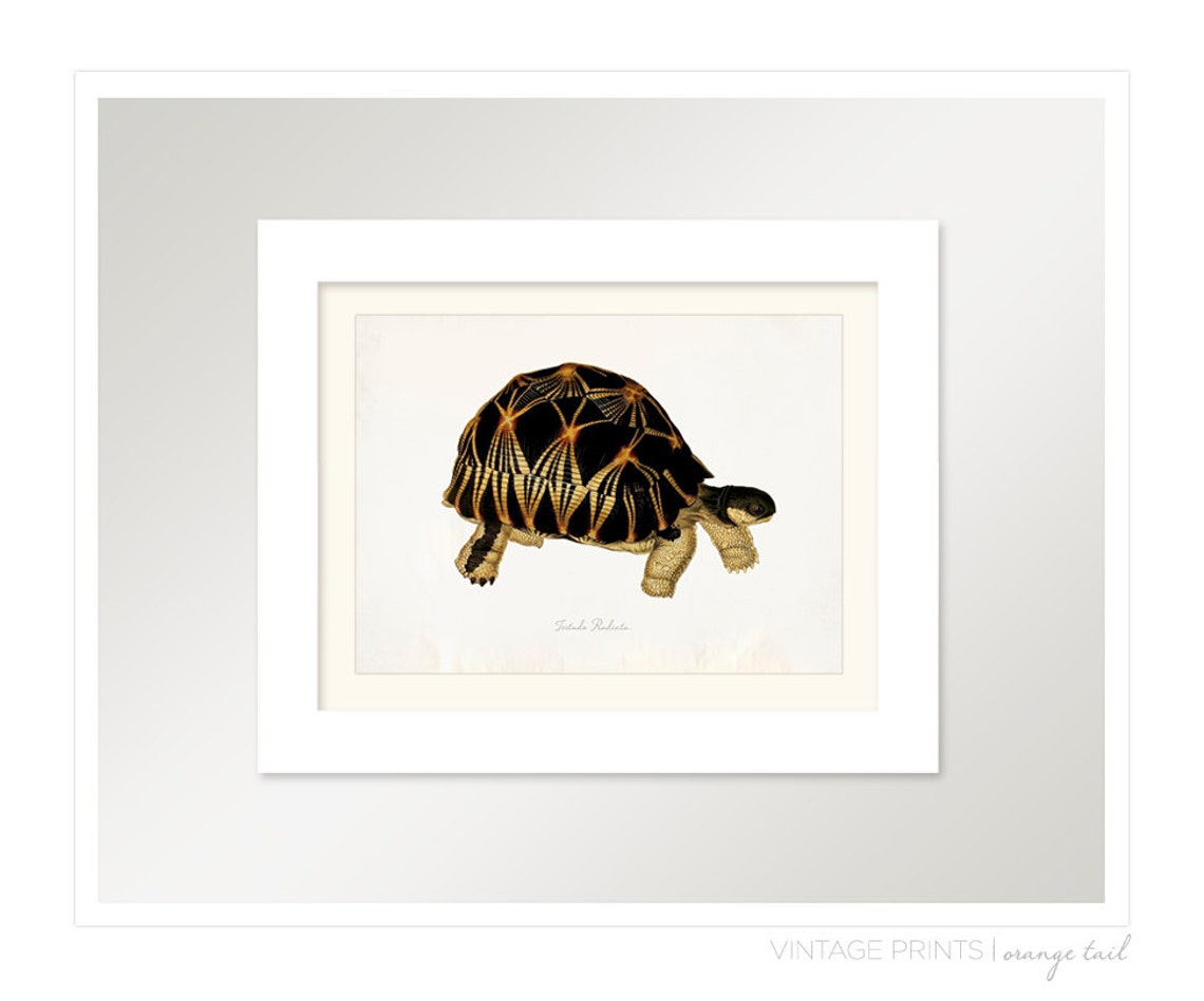 Vintage Turtle on Antique Paper Print 8x10 P281 - Etsy