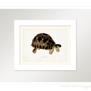 Vintage Turtle on Antique Paper Print 8x10 P281 - Etsy